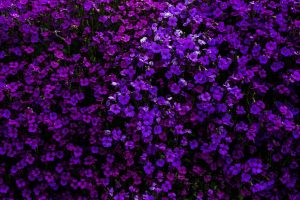 Comparing Violet, Indigo, and Purple: Understanding the Distinctions ...
